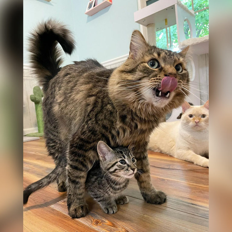 Foster Mom Socializes Kittens That Are ‘Tough Nuts To Crack’