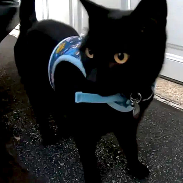 Rescued Cat Proudly Drags in Proof of Alligator in Wisconsin Lake