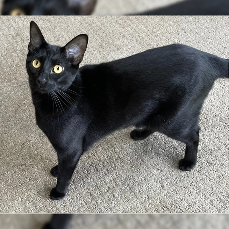 Rescued Cat Proudly Drags in Proof of Alligator in Wisconsin Lake
