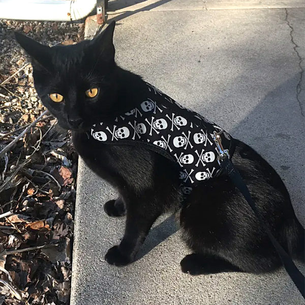 Rescued Cat Proudly Drags in Proof of Alligator in Wisconsin Lake