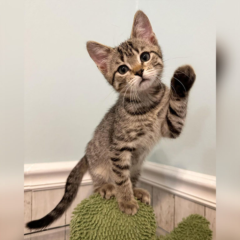 Foster Mom Socializes Kittens That Are ‘Tough Nuts To Crack’