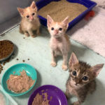 Foster Mom Saves the 'Crusty Noodles' Kittens Found Lifeless