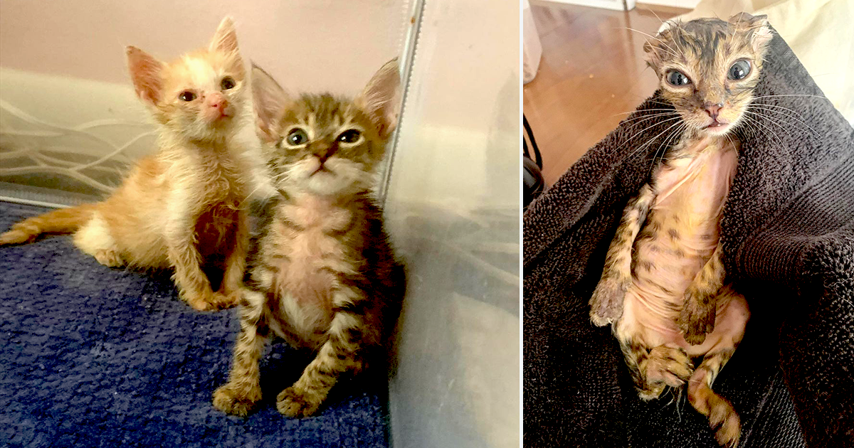 Foster Mom Saves the 'Crusty Noodles' Kittens Found Lifeless