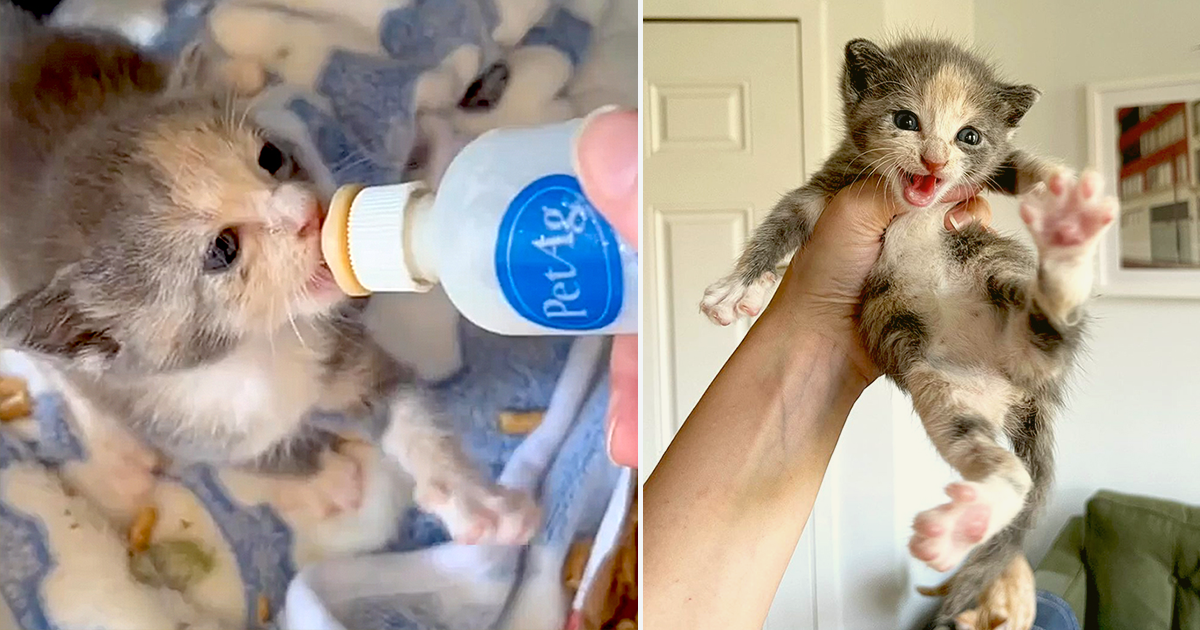 Rescuer Saved 'Flora' By Switching Her Kitten Formula