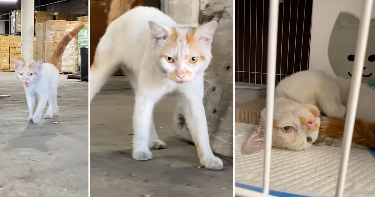 Rescuers Save Starving Warehouse Cats and Meet Sweetest Cat