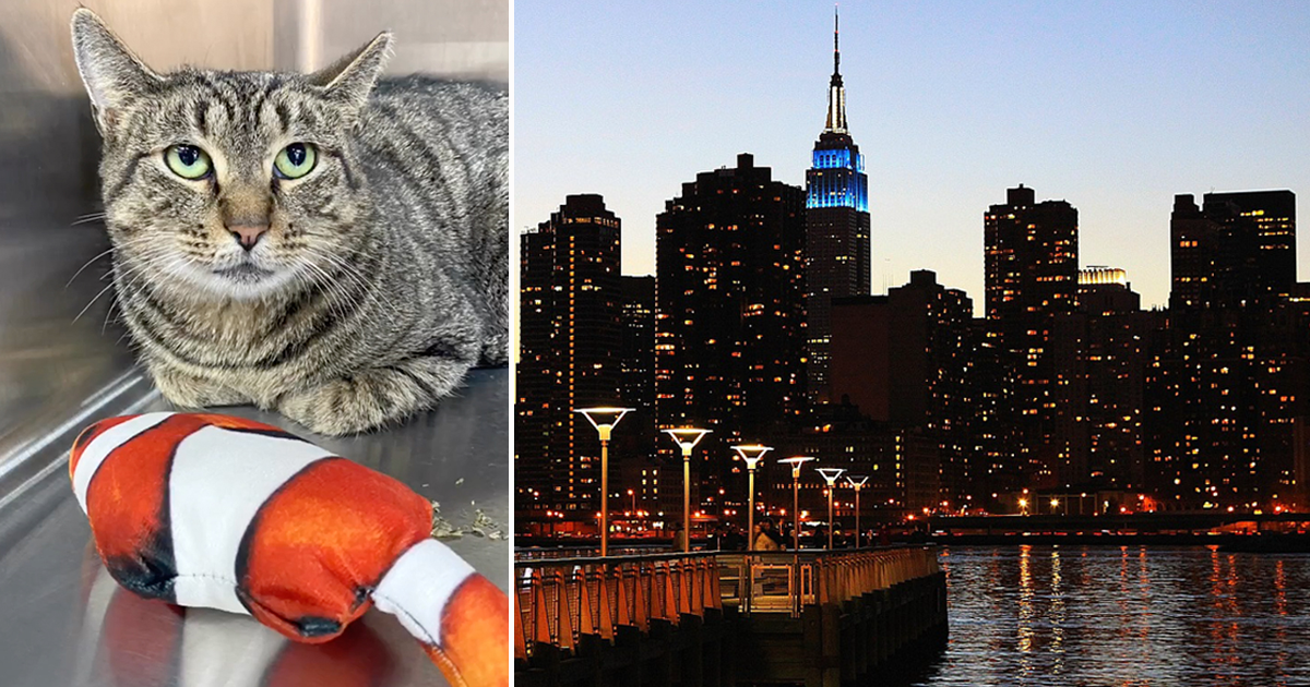 Fisherman Helps Rescuers Save 'Starfish' Meowing Under Pier