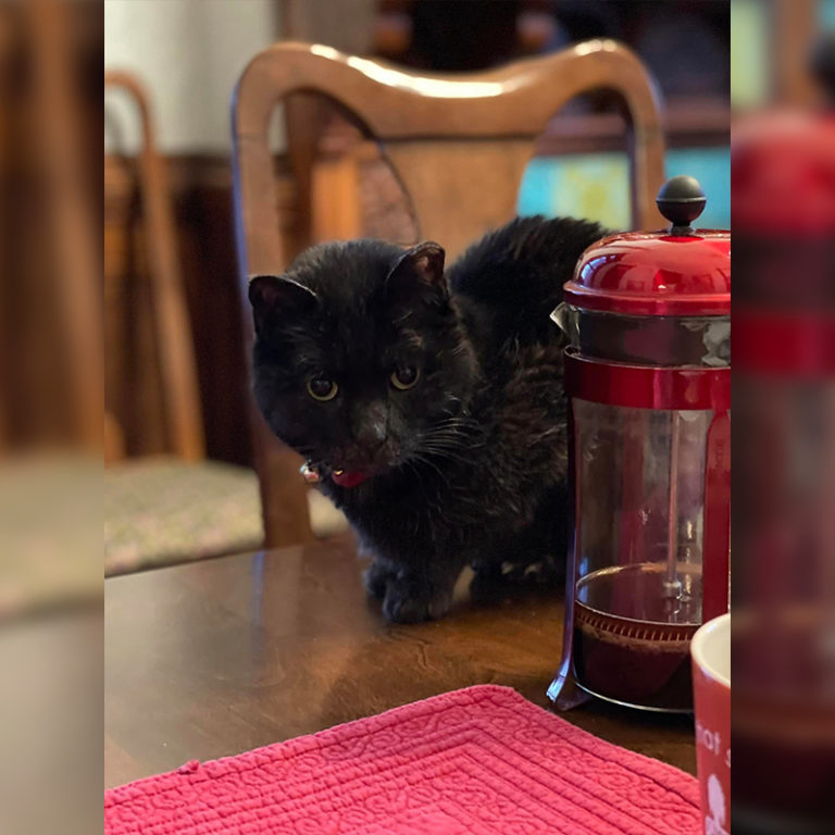 Rescued Cats Live in Victorian Opulence at Krasnesky Manor