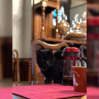 Rescued Cats Live in Victorian Opulence at Krasnesky Manor