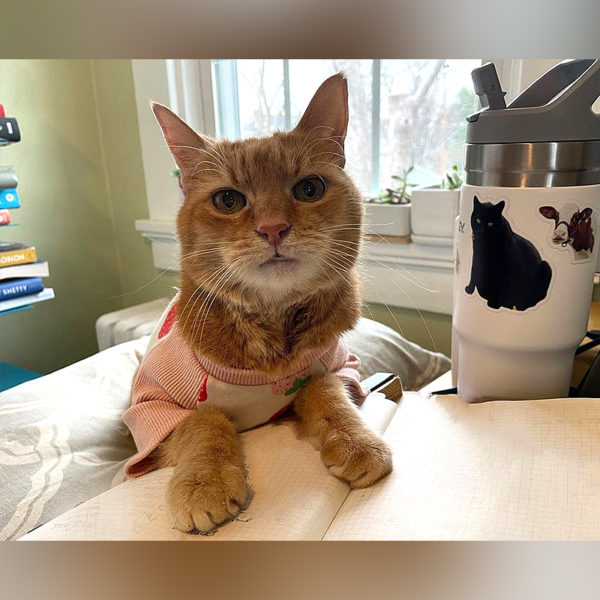 Rescuers Find New and Creative Ways to Help Cats with Diabetes