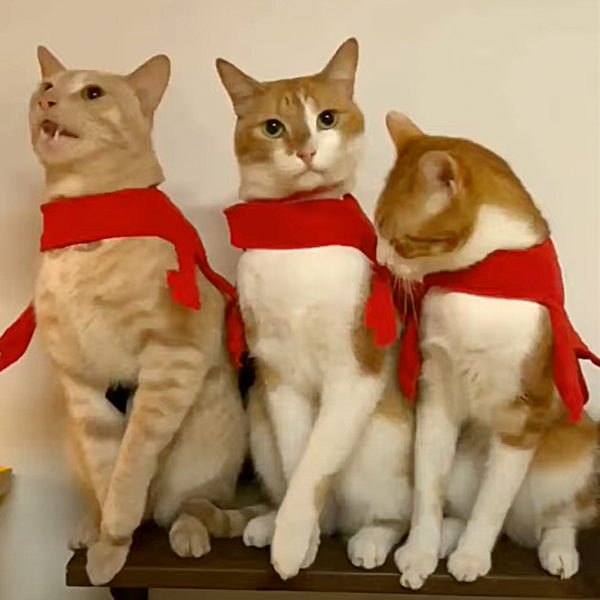 How These Talking Lobster Cats Became a Holiday Favorite