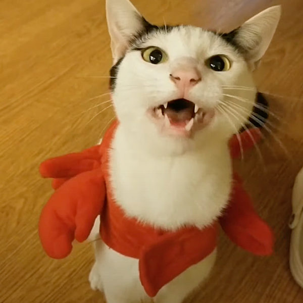 How These Talking Lobster Cats Became a Holiday Favorite