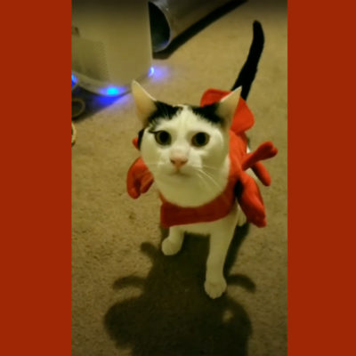 How These Talking Lobster Cats Became a Holiday Favorite