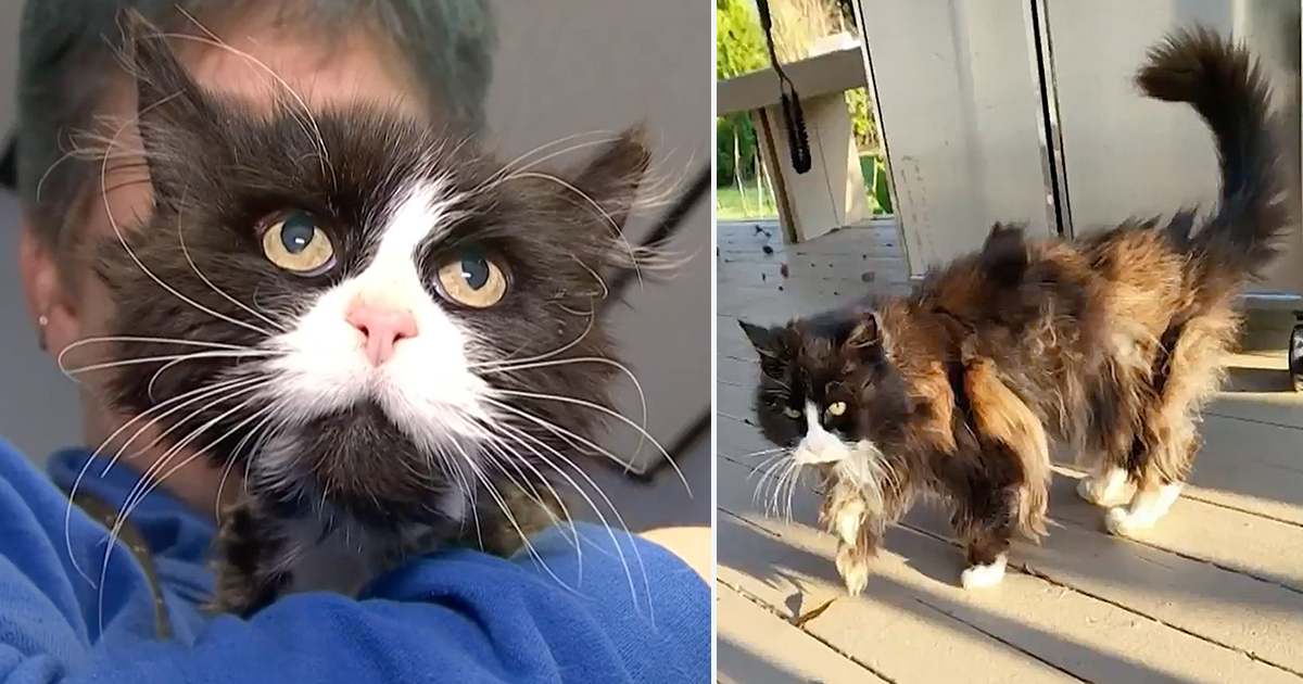 After 10 Years Missing, NY Cat Reunited with Family in Spain