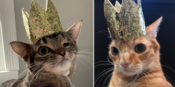 Disabled Cats 'Hotwings and Mayhem' Get Royal Treatment