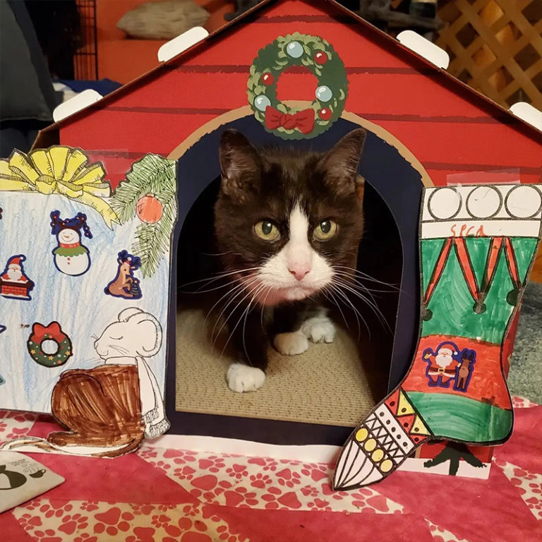 20- Cat 'Tiny' Wins Over Everyone at SPCA and Finds Home