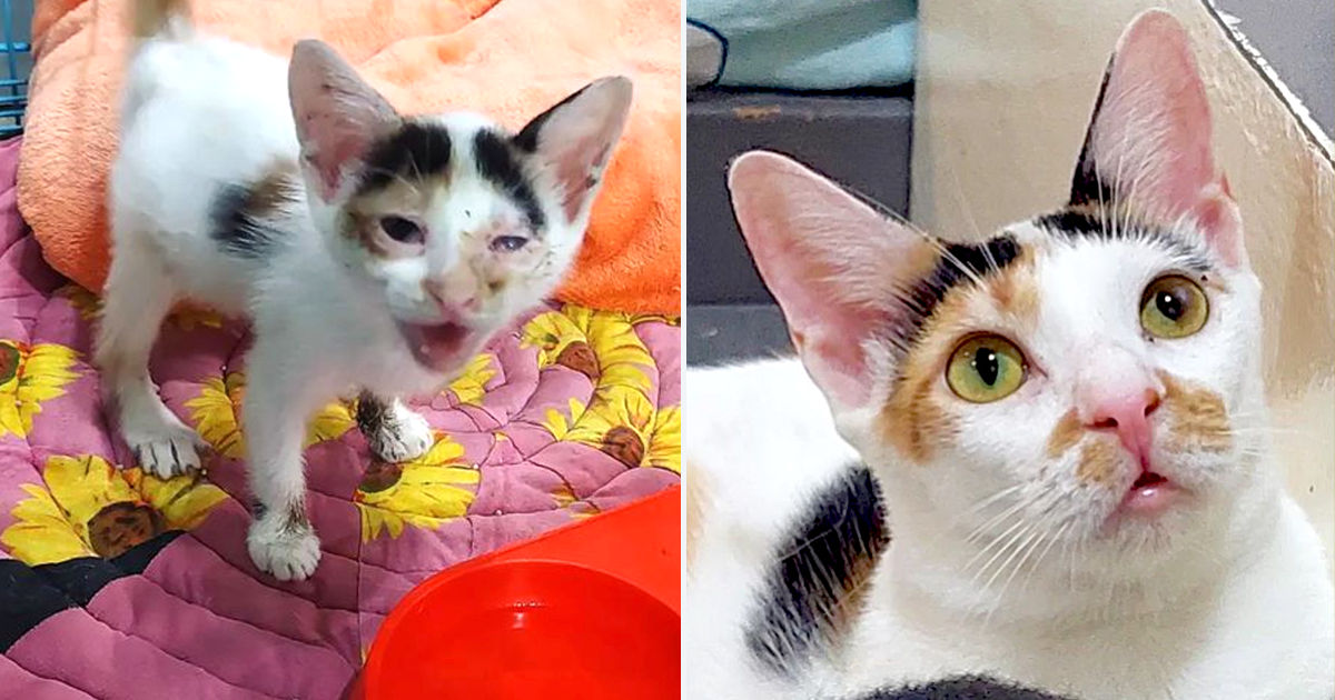 Rescuer Shares Stunning 'Rescueversary' Transformation for 'Pixie'