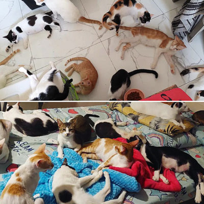 Rescuer Shares Stunning 'Rescueversary' Transformation for 'Pixie'