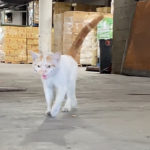 Rescuers Save Starving Warehouse Cats and Meet Sweetest Cat