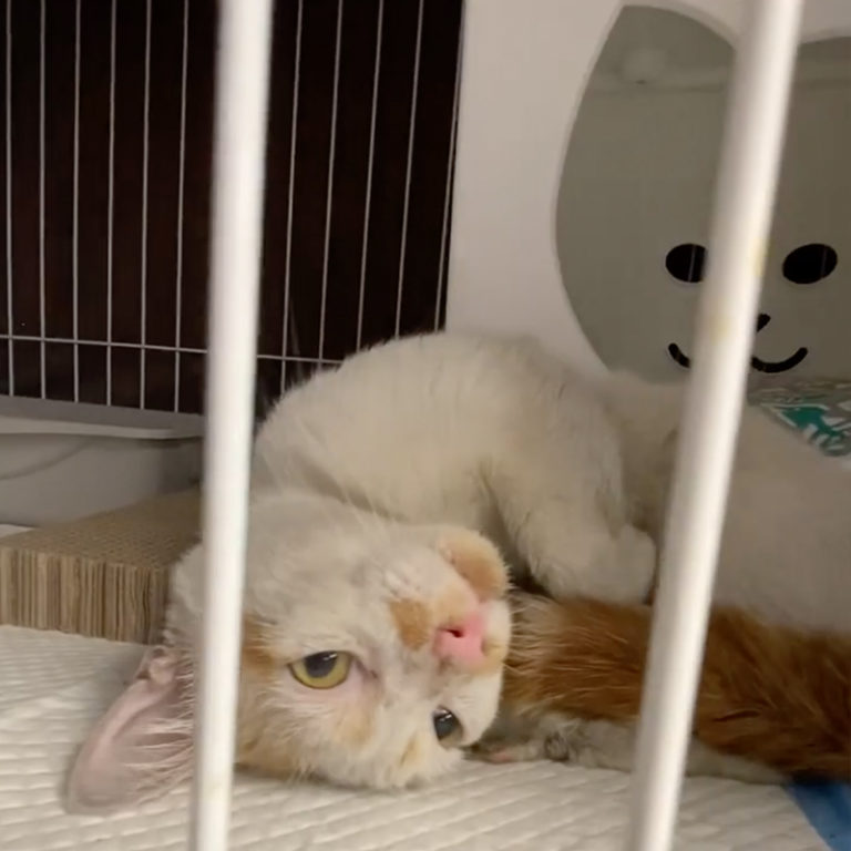 Rescuers Save Starving Warehouse Cats and Meet Sweetest Cat