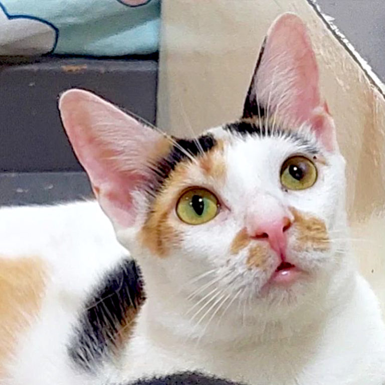 Rescuer Shares Stunning 'Rescueversary' Transformation for 'Pixie'
