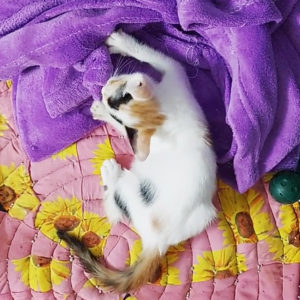 Rescuer Shares Stunning 'Rescueversary' Transformation for 'Pixie'