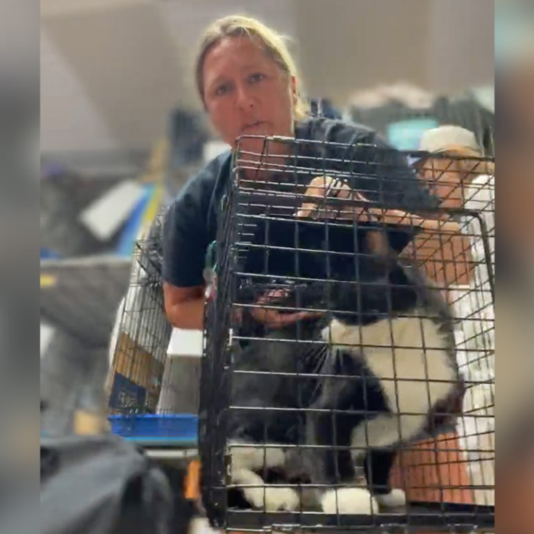 Rescuers Save Starving Warehouse Cats and Meet Sweetest Cat