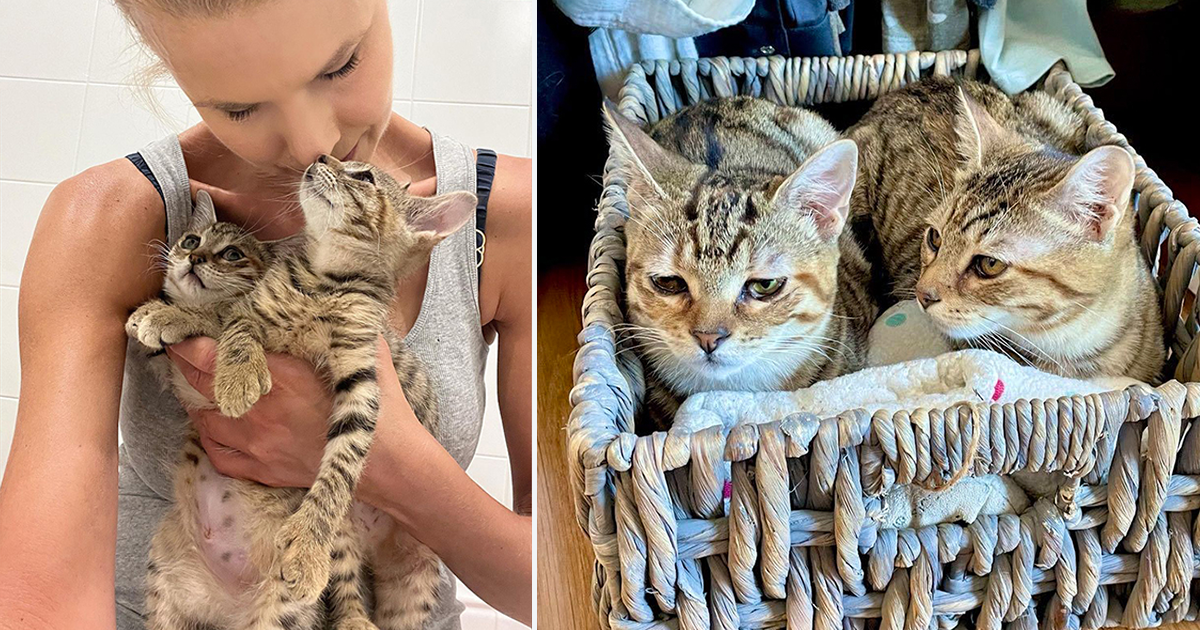 Prettiest Foster Kittens Sam and Sydney Fly Away for Home