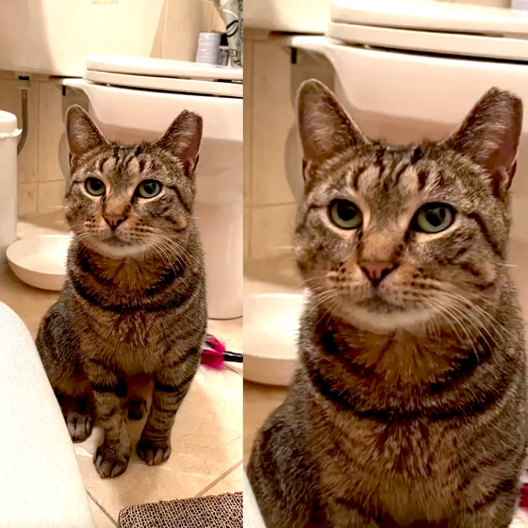 Fisherman Helps Rescuers Save 'Starfish' Meowing Under Pier