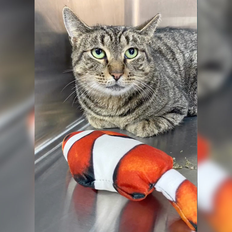 Fisherman Helps Rescuers Save 'Starfish' Meowing Under Pier