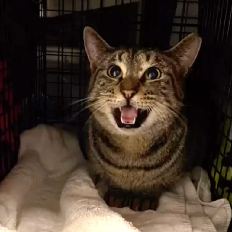 Fisherman Helps Rescuers Save 'Starfish' Meowing Under Pier