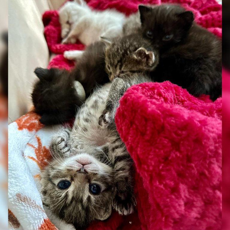 Snuggling 'Thankful Babies' Show How Affectionate Kittens Can Be