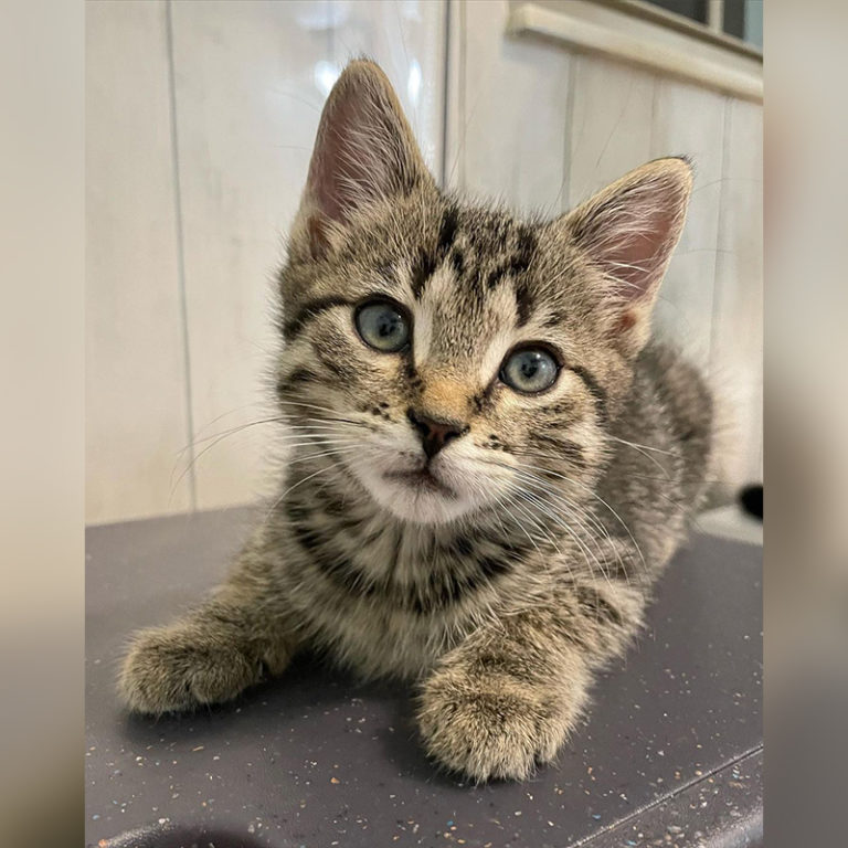 Foster Mom Socializes Kittens That Are ‘Tough Nuts To Crack’