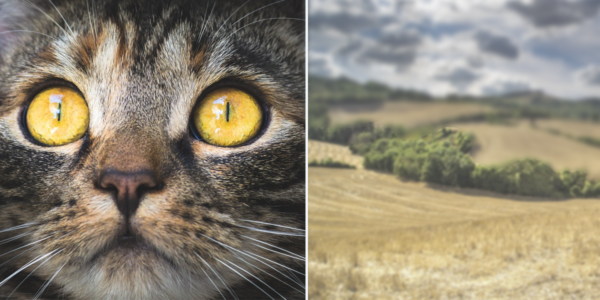 A Cat’s Vision Is Like a Soft Insta-Filter but With Night Vision