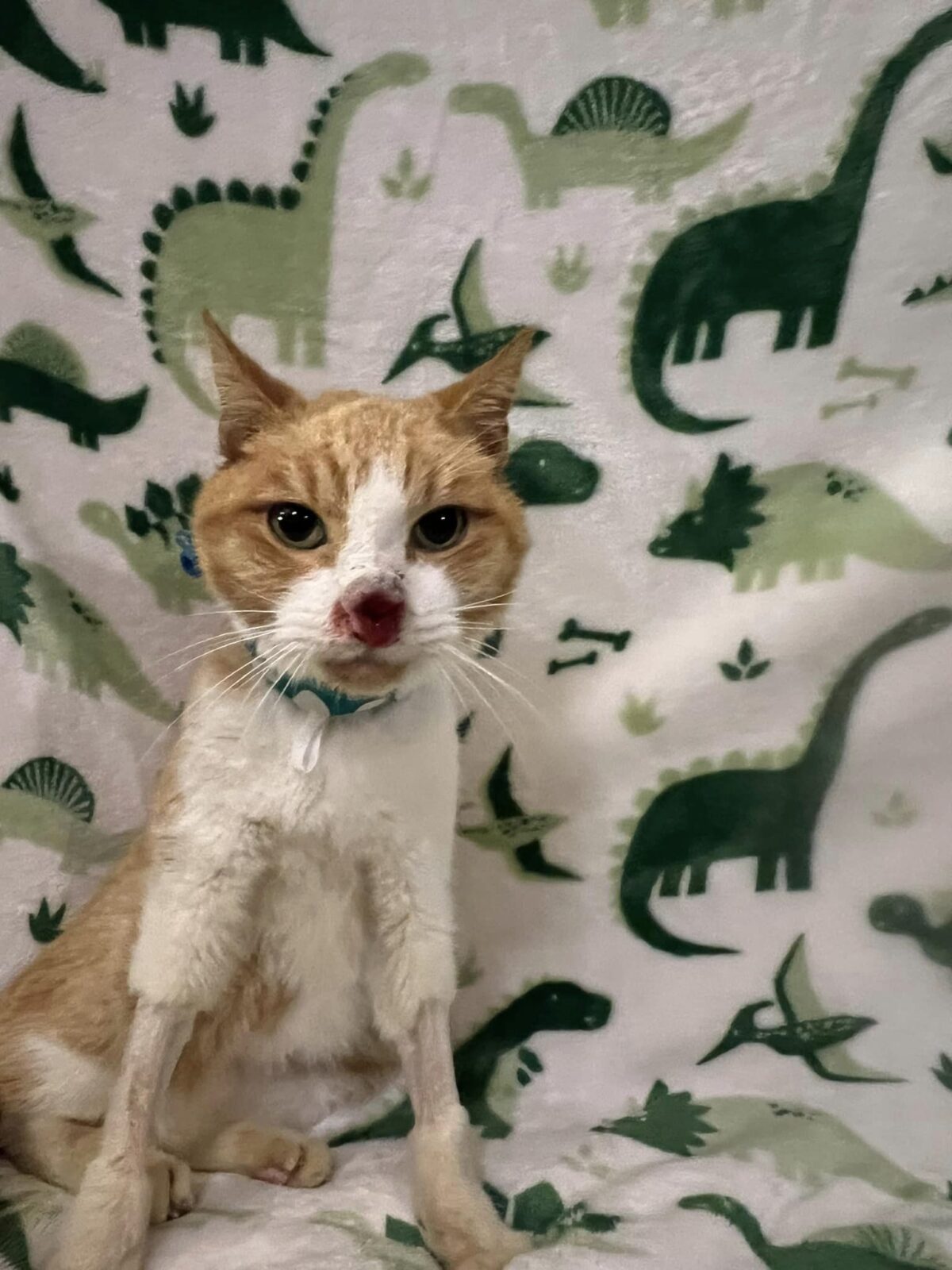 Senior Cat Coral Lost Nose to Cancer But Only Wants Snuggles