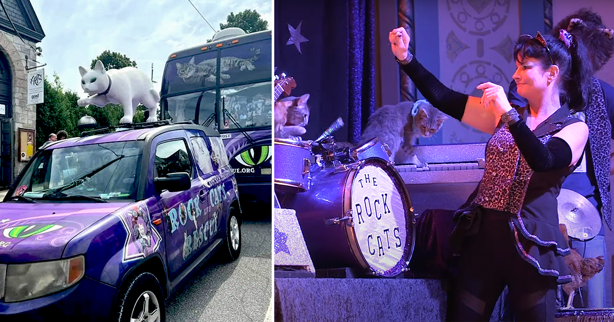Who Knew You Could Travel the Country With a Cat Rock Band?