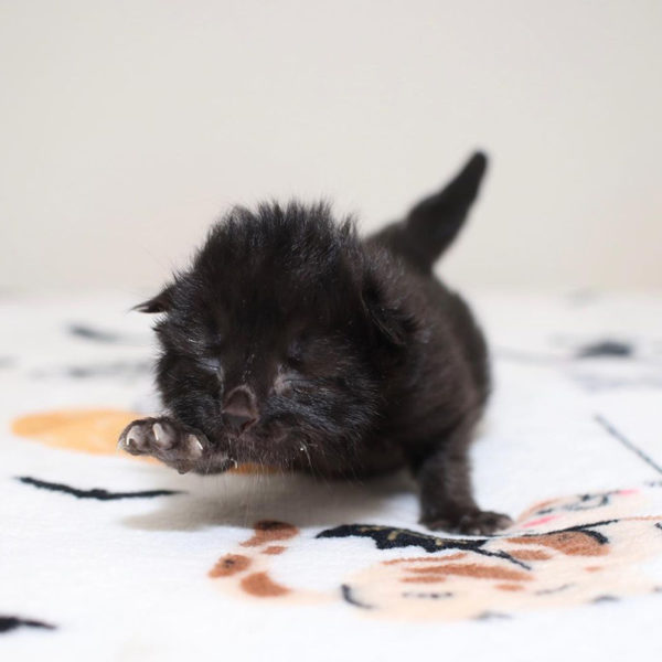 Foster Mom Saves the Sweetest Babies, Bat, Goblin, and Vamp