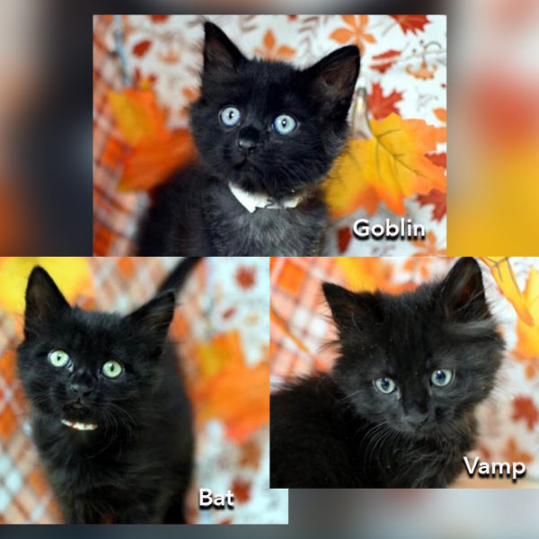 Foster Mom Saves the Sweetest Babies, Bat, Goblin, and Vamp