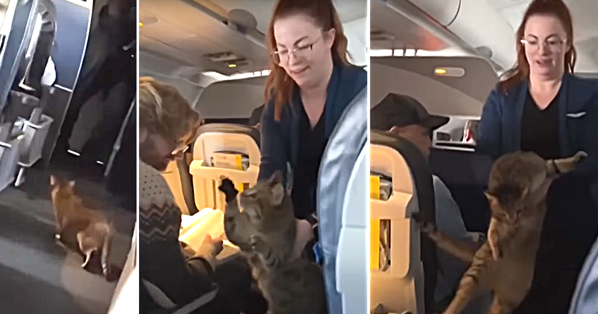 Cat Escapes and Demands First Class Treatment On Airplane