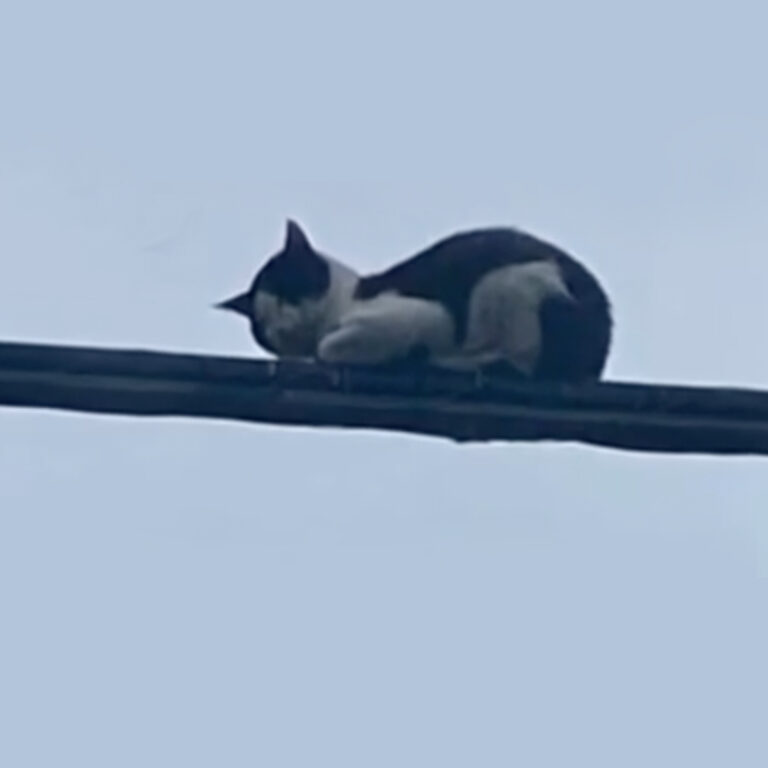Philly Rescuer's Harrowing Rescue of Tightrope-Walking Cat