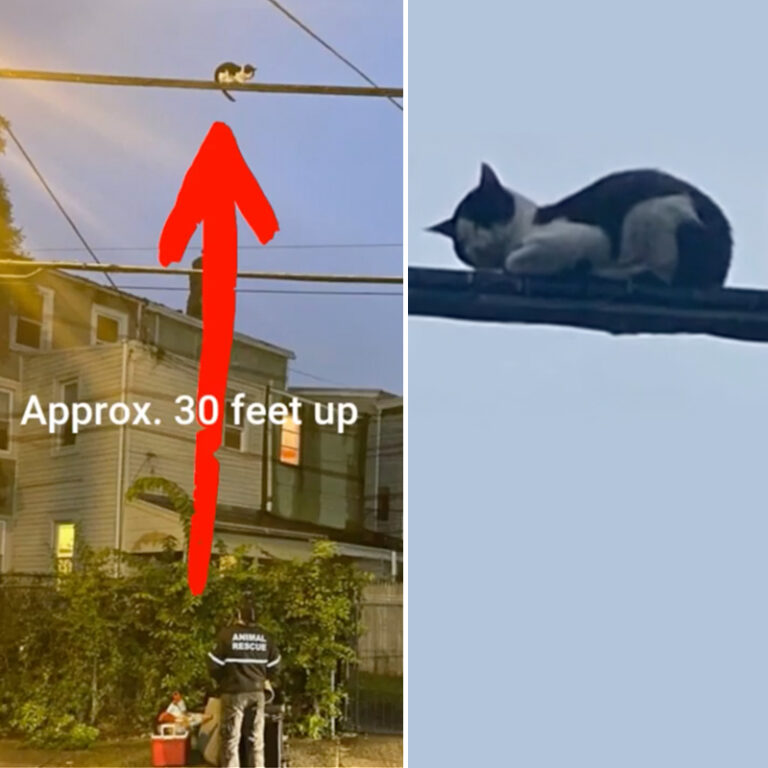 Philly Rescuer's Harrowing Rescue of Tightrope-Walking Cat