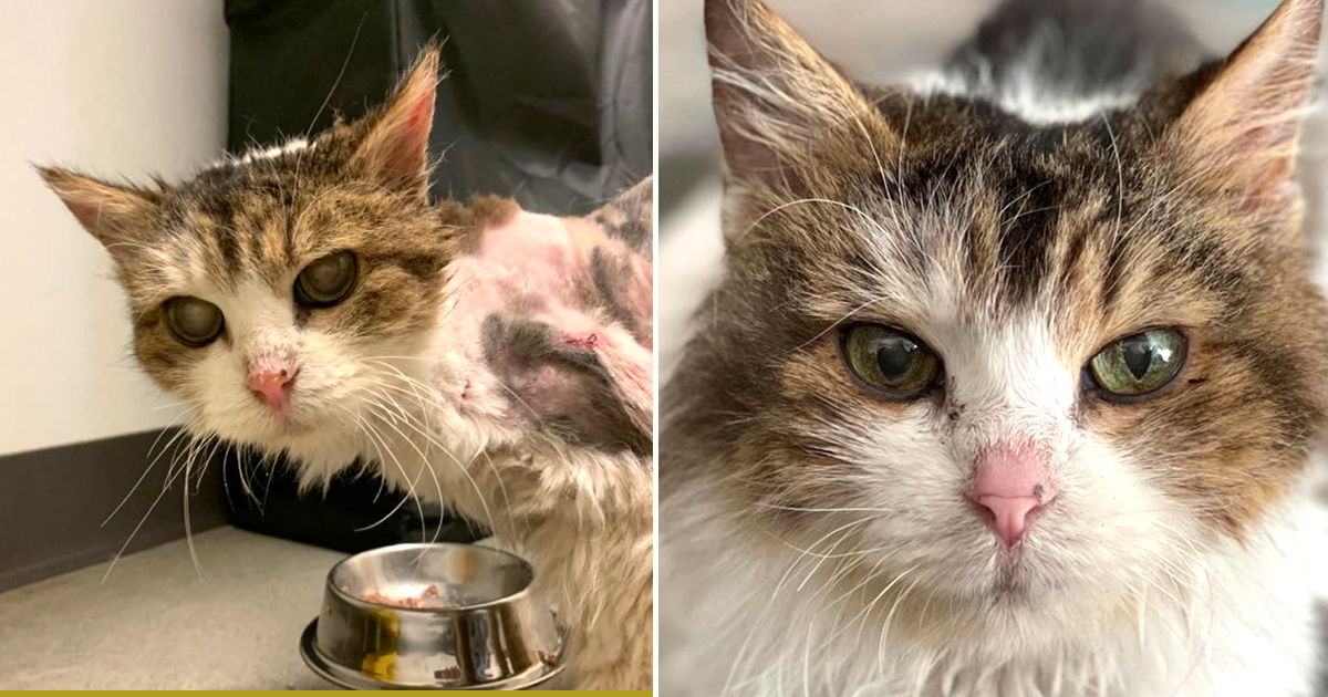 Despite Everything, Ethel is 'Ridiculously Friendly' to Rescuers