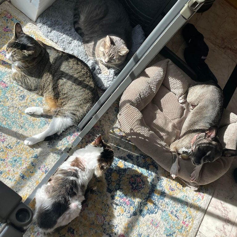 Despite Everything, Ethel is 'Ridiculously Friendly' to Rescuers