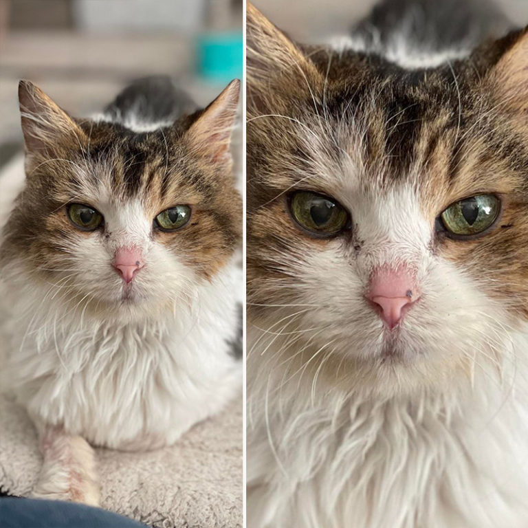 Despite Everything, Ethel is 'Ridiculously Friendly' to Rescuers