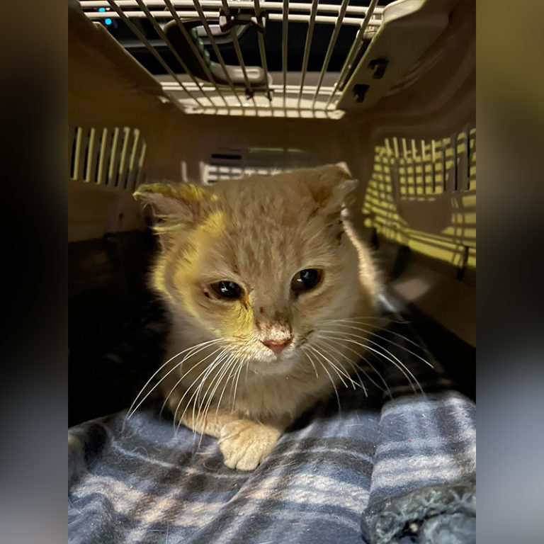 Rescuers Spend New Year's Eve Saving Cats with Frostbite