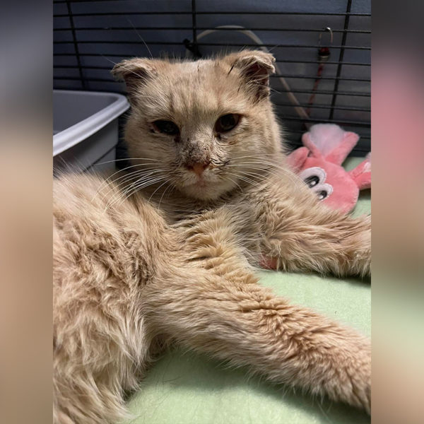 Rescuers Spend New Year's Eve Saving Cats with Frostbite