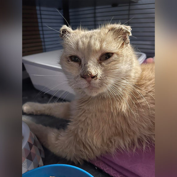 Rescuers Spend New Year's Eve Saving Cats with Frostbite