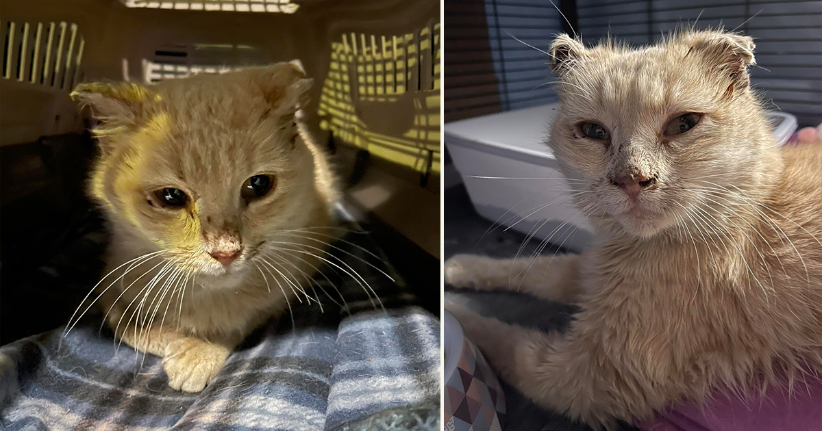 Rescuers Spend New Year's Eve Saving Cats with Frostbite