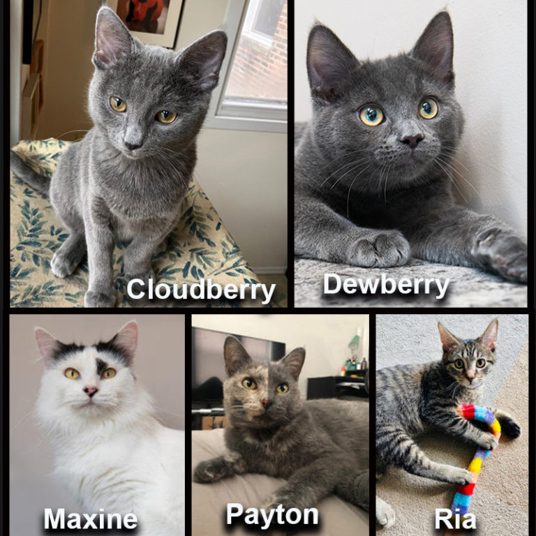 Chicago Volunteers Celebrate Cats That Found Homes In 2 Weeks
