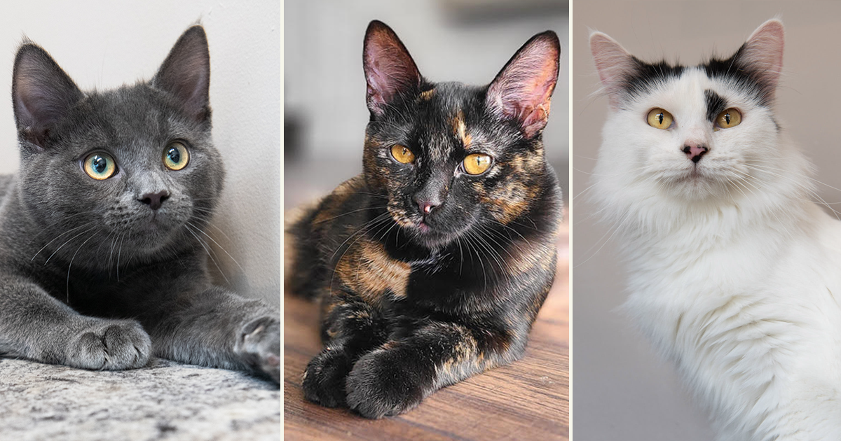 Chicago Volunteers Celebrate Cats That Found Homes In 2 Weeks