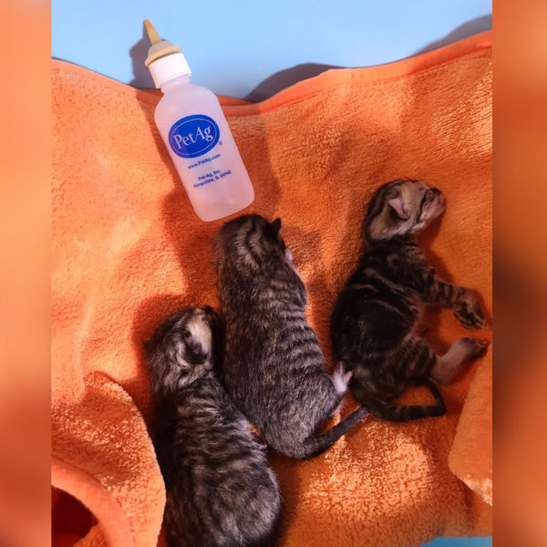 Rescuers Get Surprise When They Find Out Who 'Saved' A Kitten